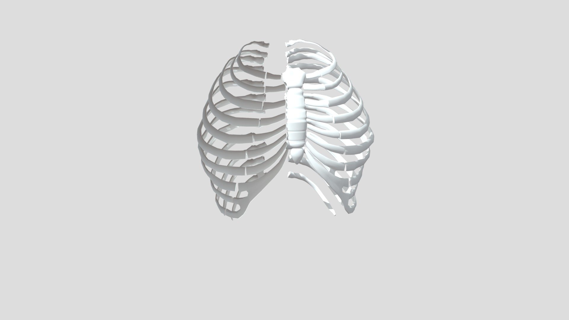 thorax - 3D model by LUIZSAIS (@LUIZSAISS) [343986c] - Sketchfab