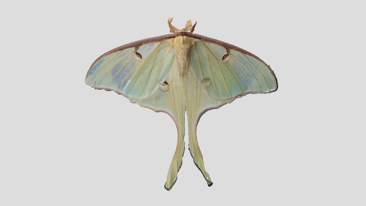Moth 3D models - Sketchfab