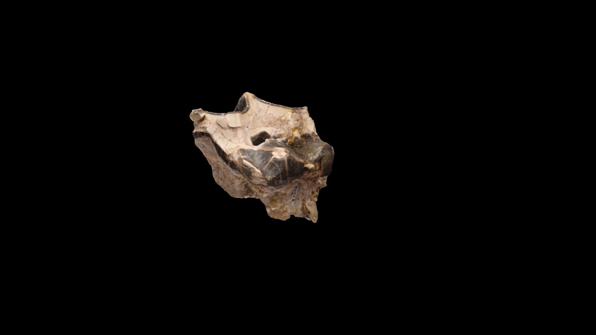 Final Titanothere-3 evening_obj - 3D model by thomaswstaffordjr ...