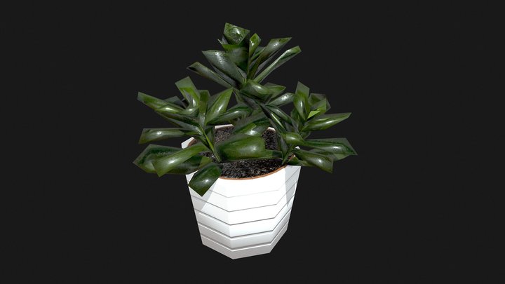 Succulent 3D models - Sketchfab