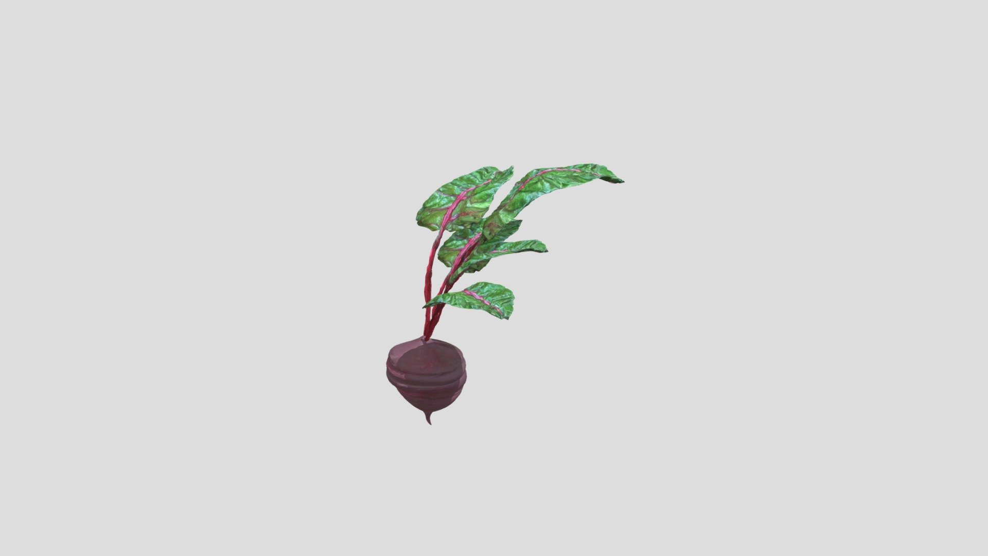 Beet model - 3D model by bromeogooganheimer [3453820] - Sketchfab