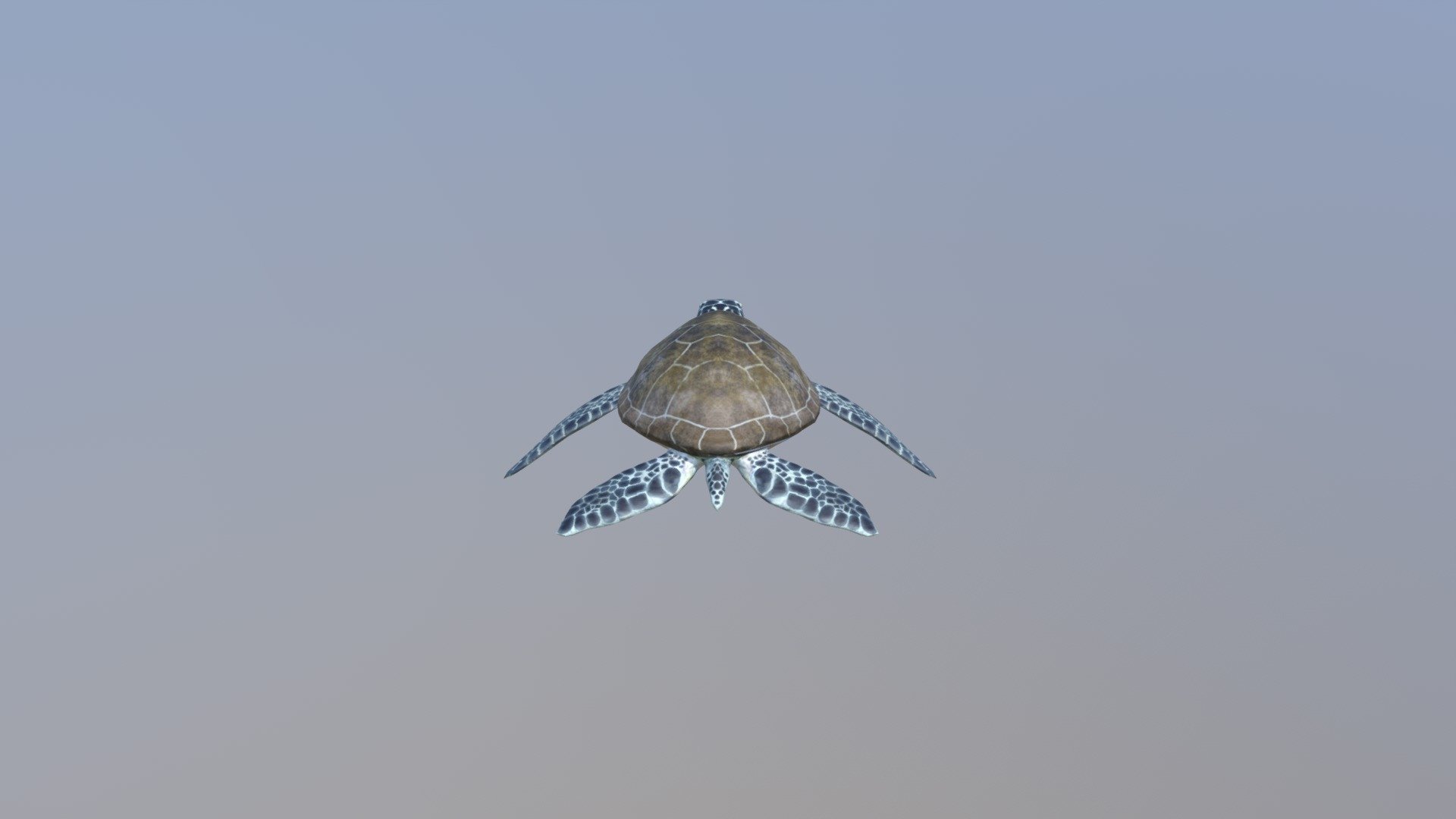 Tortuga marina - 3D model by sergio (@sergio9024) [345af50] - Sketchfab