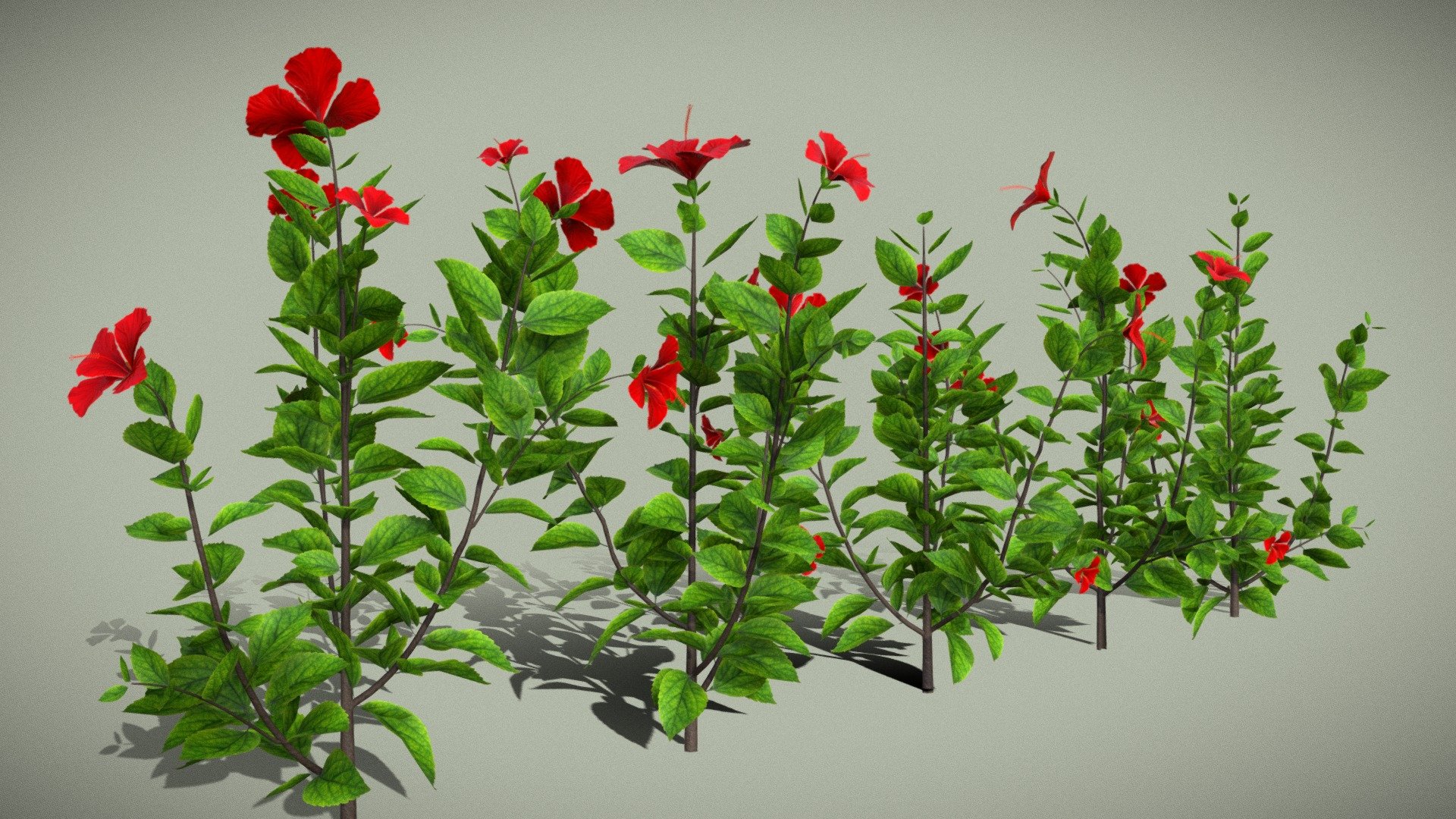 Hibiscus Plant Model - Buy Royalty Free 3D model by Nicholas-3D ...