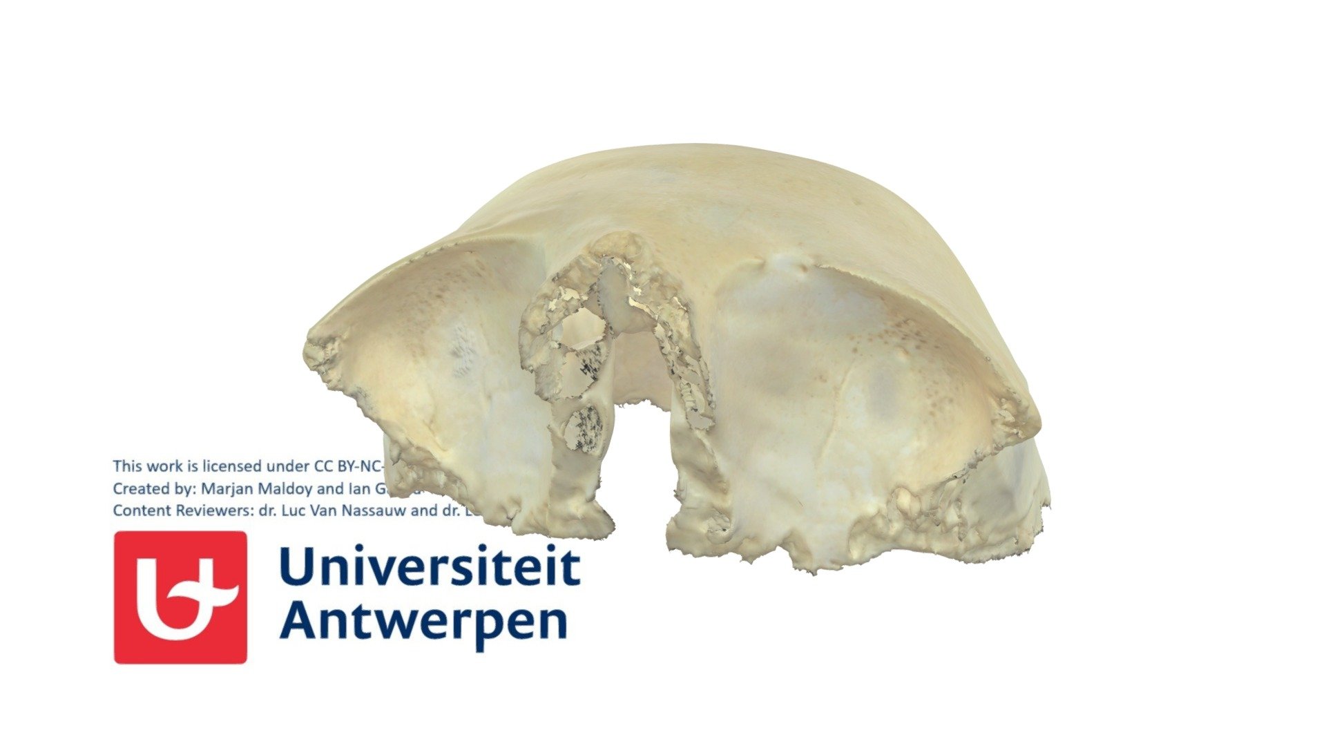 Os Frontale - pars nasalis - 3D model by Universiteit Antwerpen ...