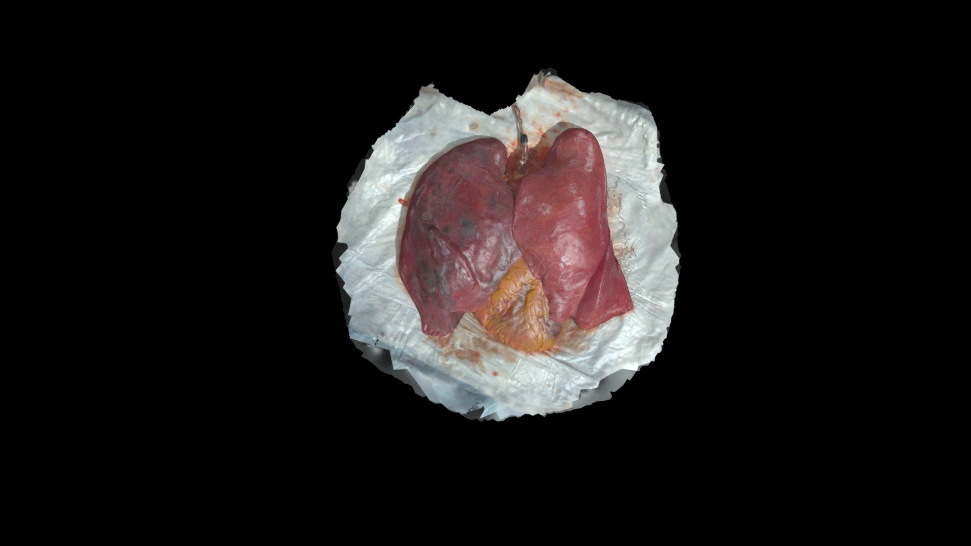 Cadaver Dissection Step 5: Heart/Lung Bloc - 3D model by ...
