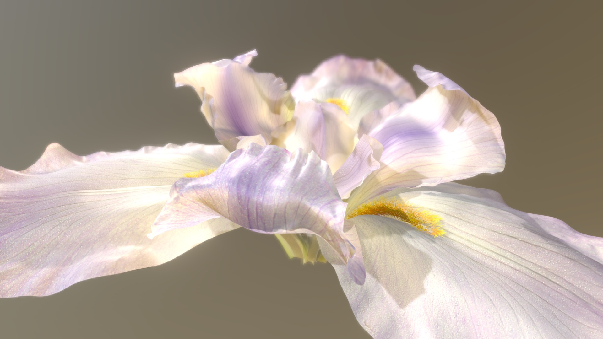 Iris - 3D model by manto.elia [34639f3] - Sketchfab