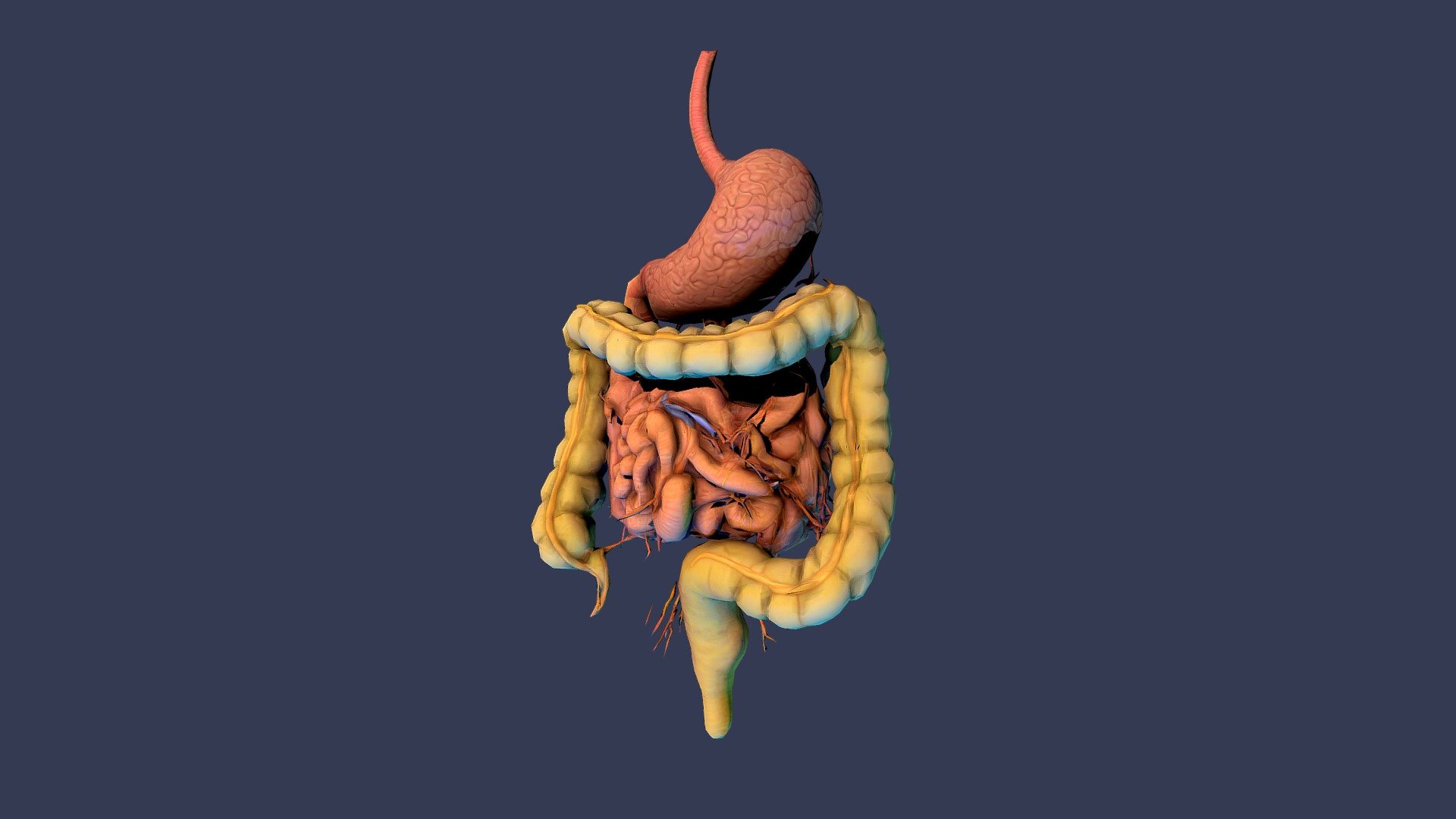 Human Digestive System 3D Model #digestive - 3D model by marlyn ...