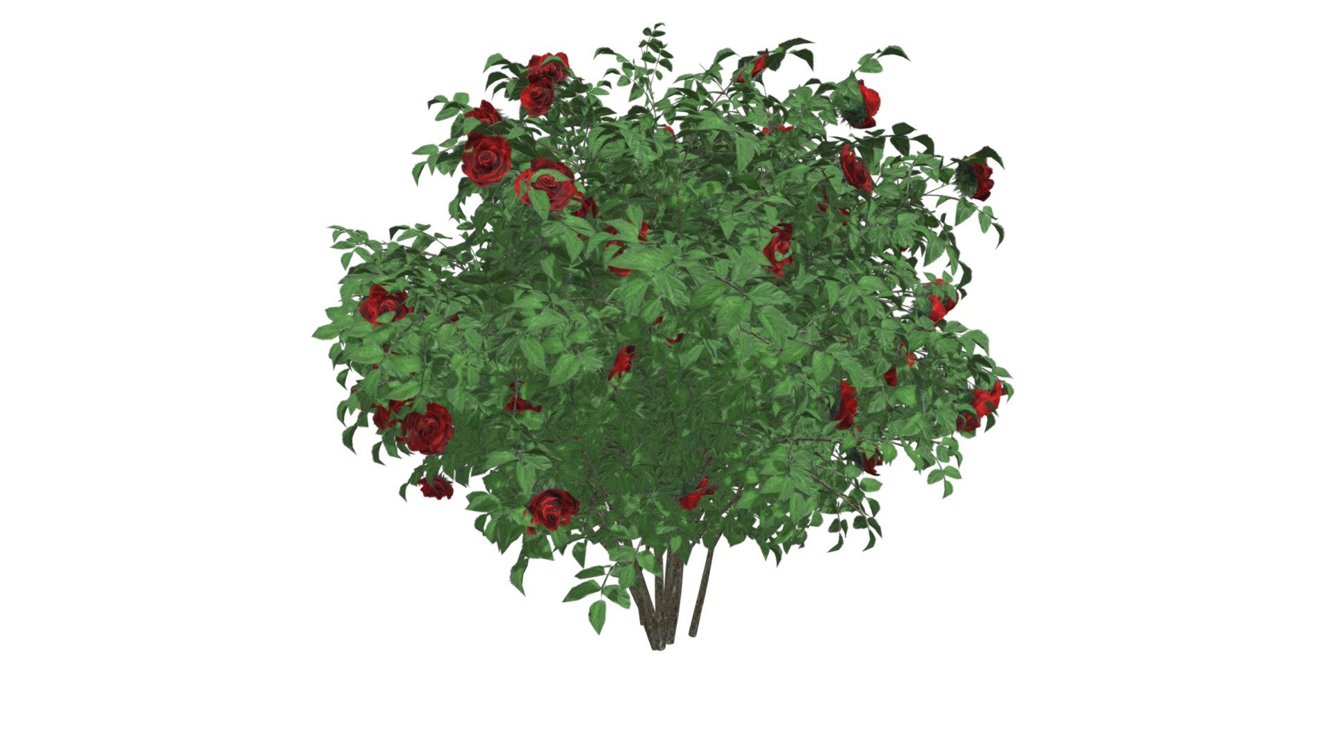 Red Rose Bush #02 - Buy Royalty Free 3D model by meshshape [346662d ...