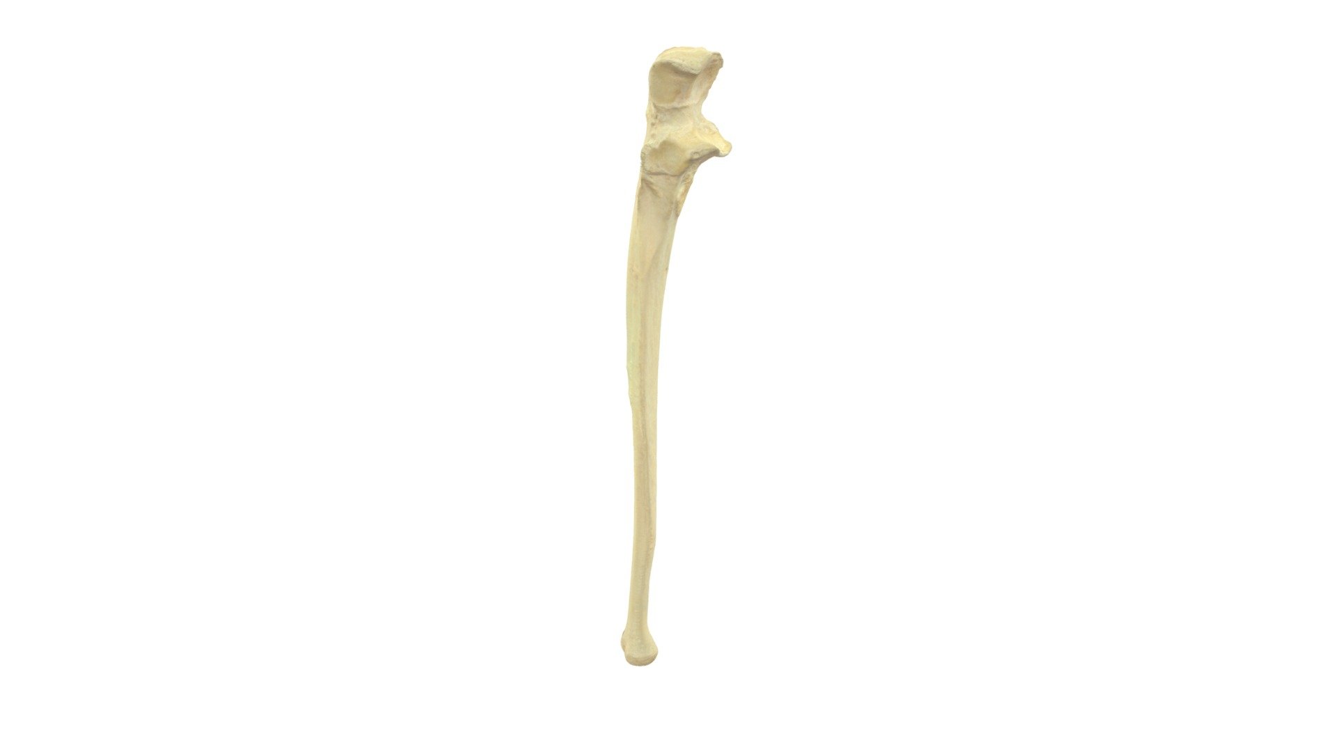 Ulna R - proximale epifyse - 3D model by Universiteit Antwerpen ...