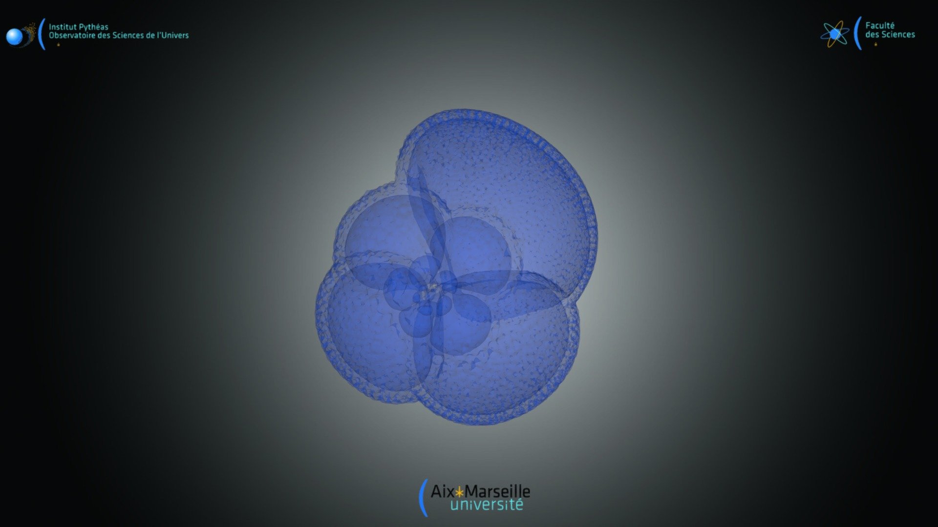 Foraminifera - Pulleniatina obliquiloculata - Download Free 3D model by ...