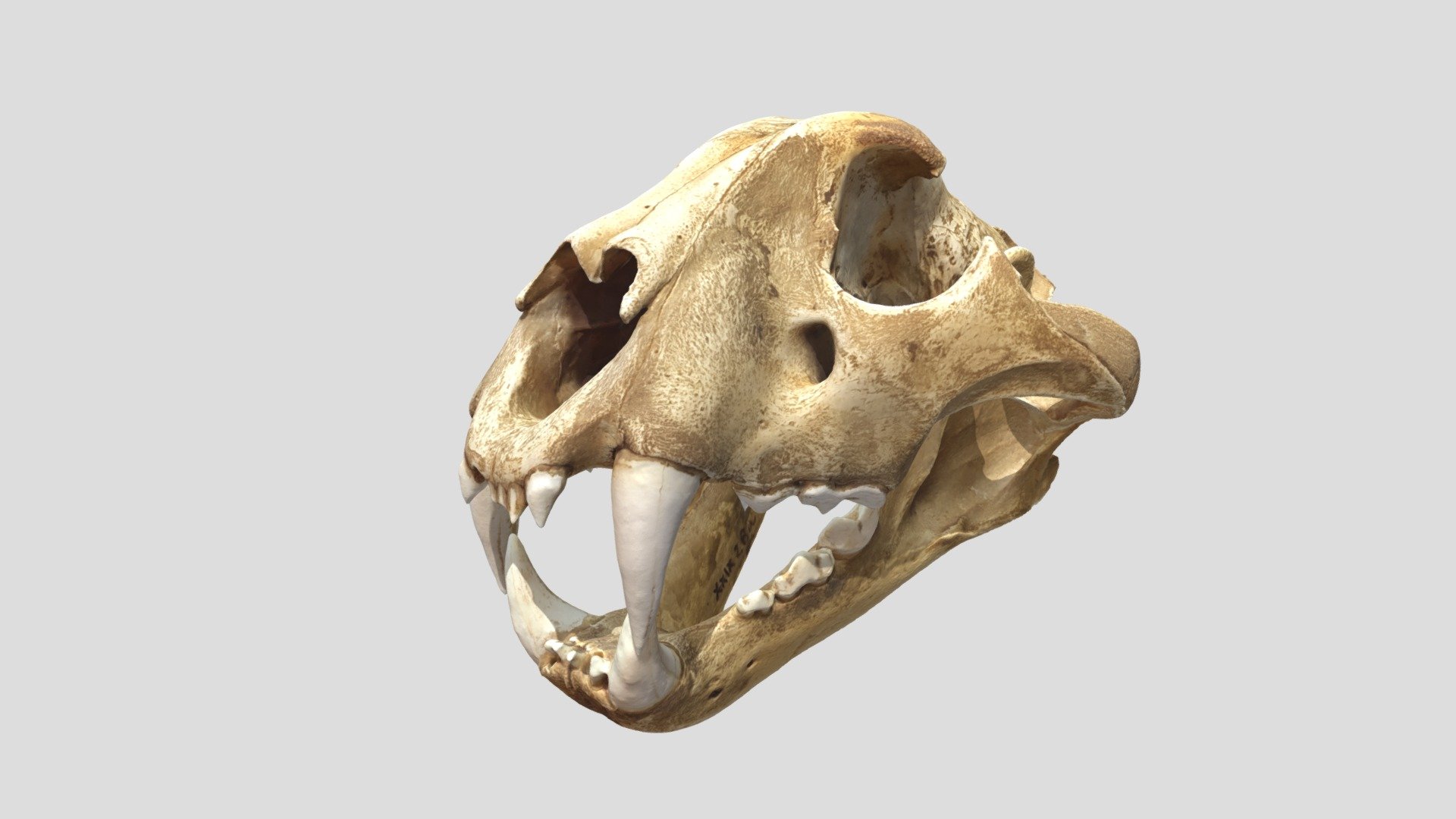 TEST crâne de tigre (mâchoire animée) - 3D model by lealiseg [346f82b ...