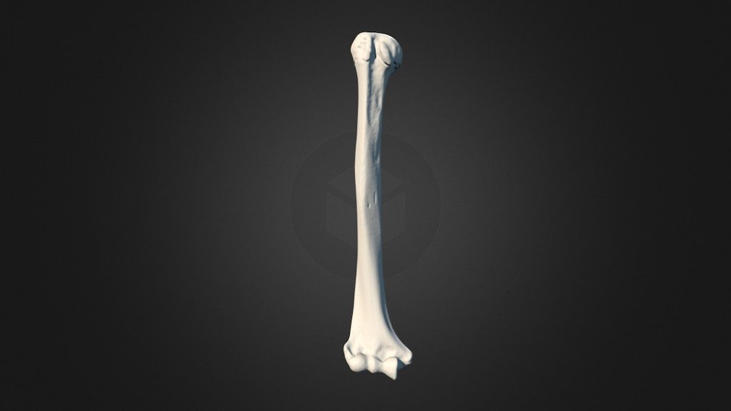 Chimpanzee Right Humerus - Download Free 3D model by UNCG Imaging Lab ...