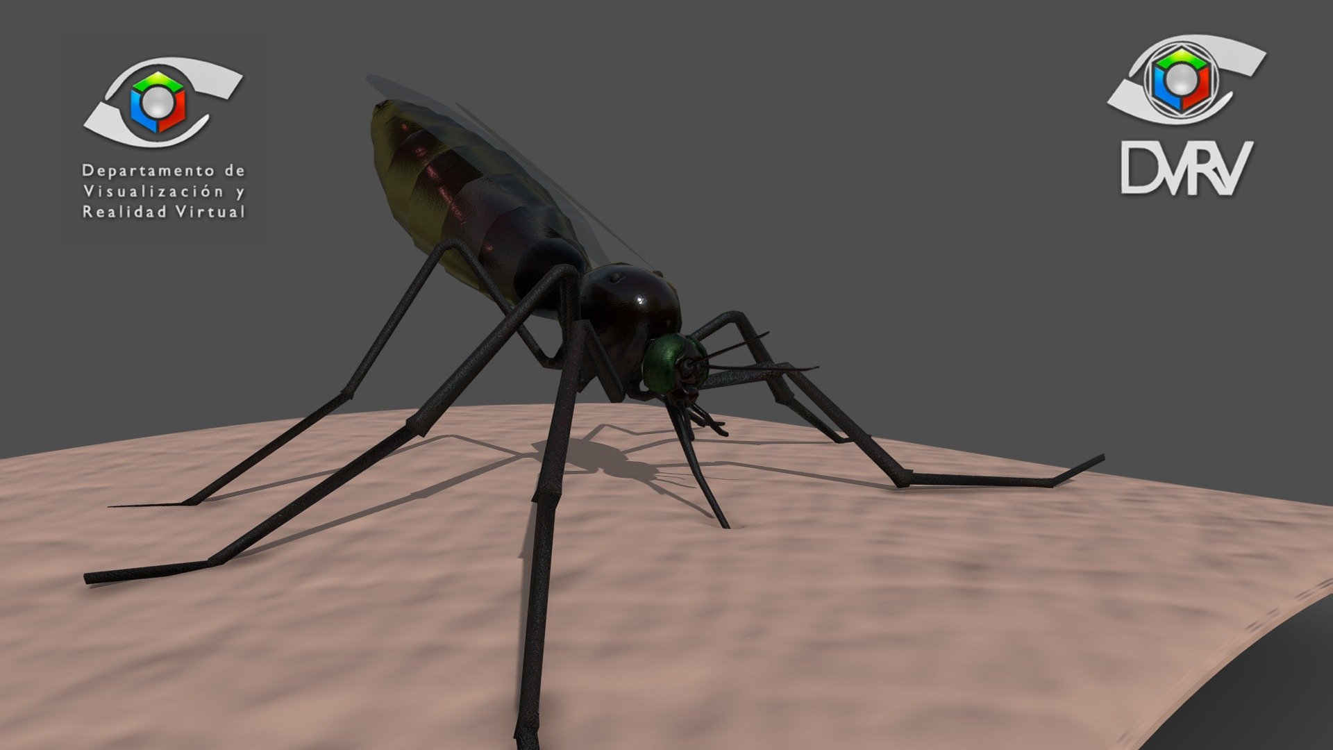 Mosquito - 3D model by UNAM | DGTIC | DITE | DRDE (@DRDE_UNAM) [3476c7e ...