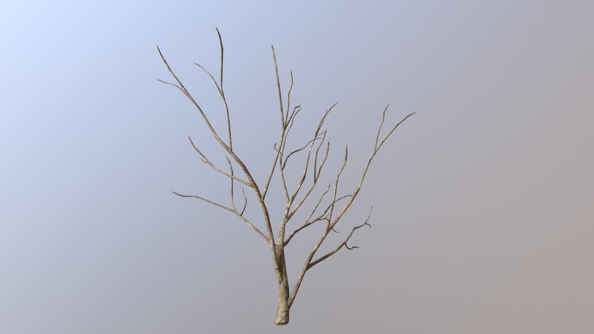 Dry Tree - Buy Royalty Free 3D model by Anežka Hájková (@anezka ...
