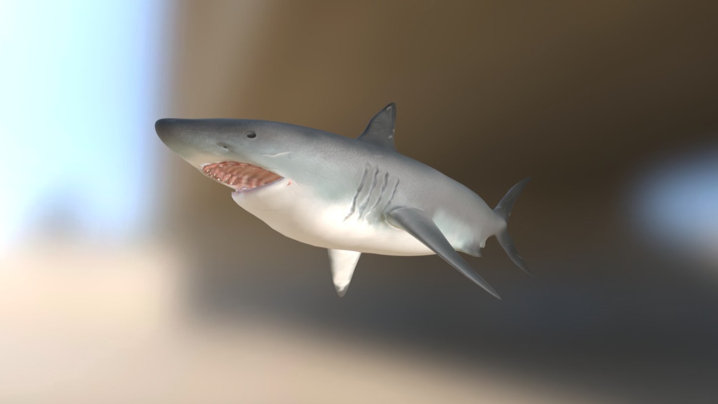 Shark - 3D model by heybarry [3491edb] - Sketchfab