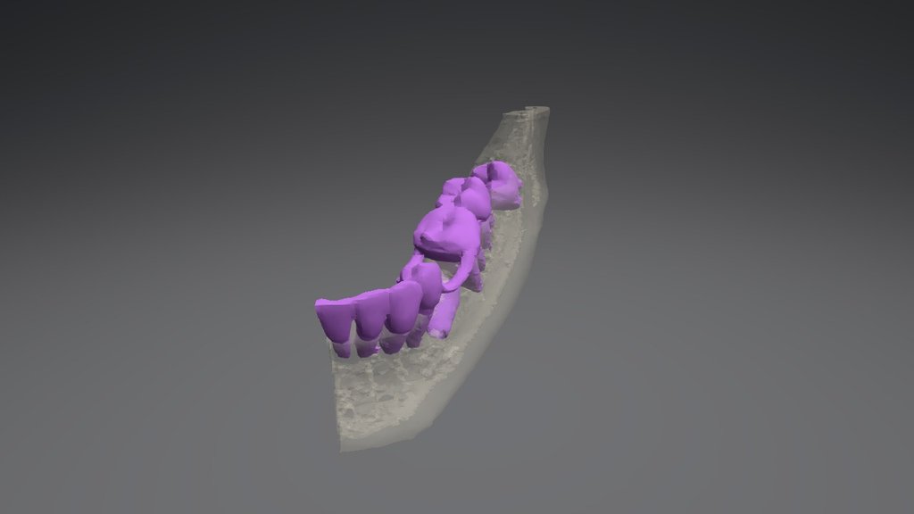 Teeth - 3D model by Nathan @ 3DM (@nathan.wang) [3496115] - Sketchfab