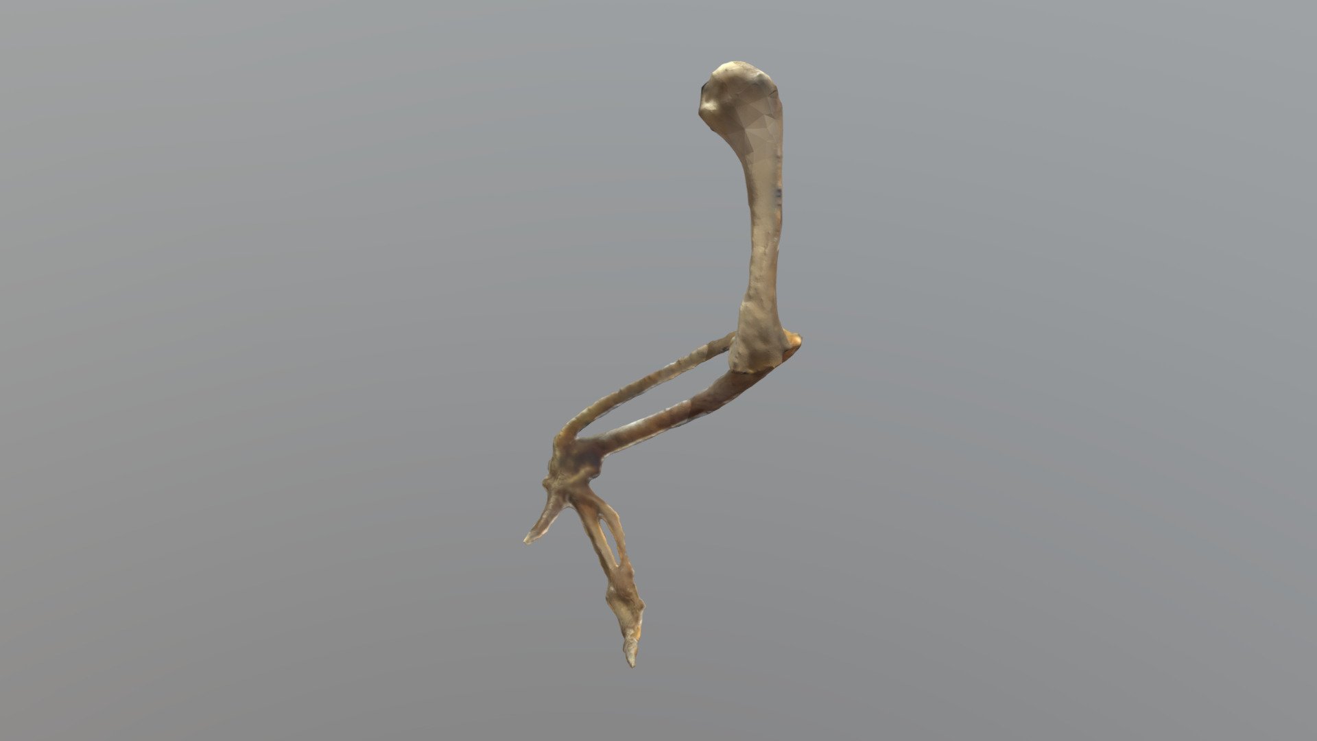 Squelette Aile Poule - Download Free 3D model by Tavernier Amaury ...