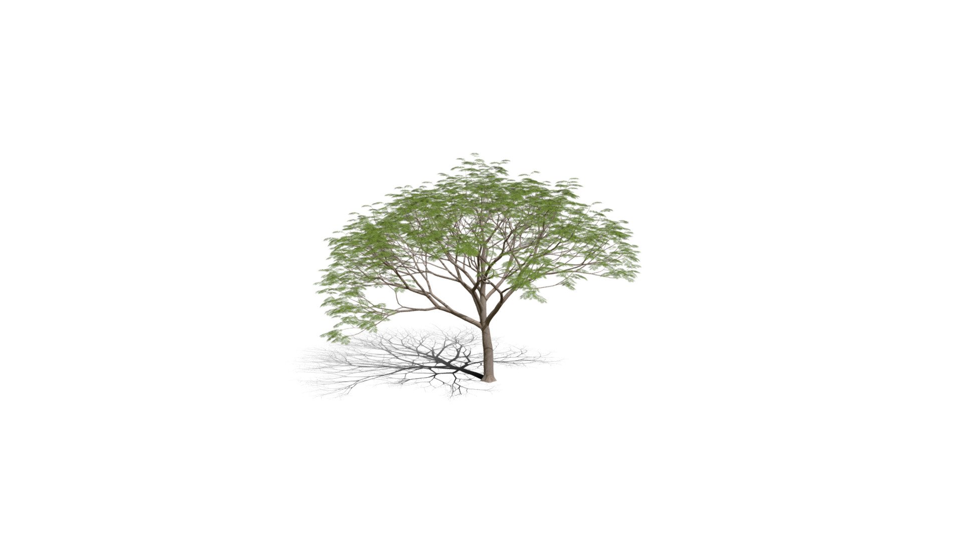 Realistic HD Chinese flame tree (20/20) - Buy Royalty Free 3D model by ...
