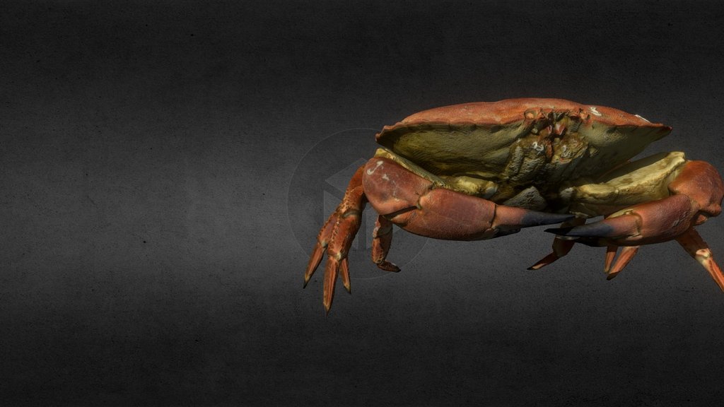 Crab Walk - 3D model by 3dsam79 [34a0d48] - Sketchfab