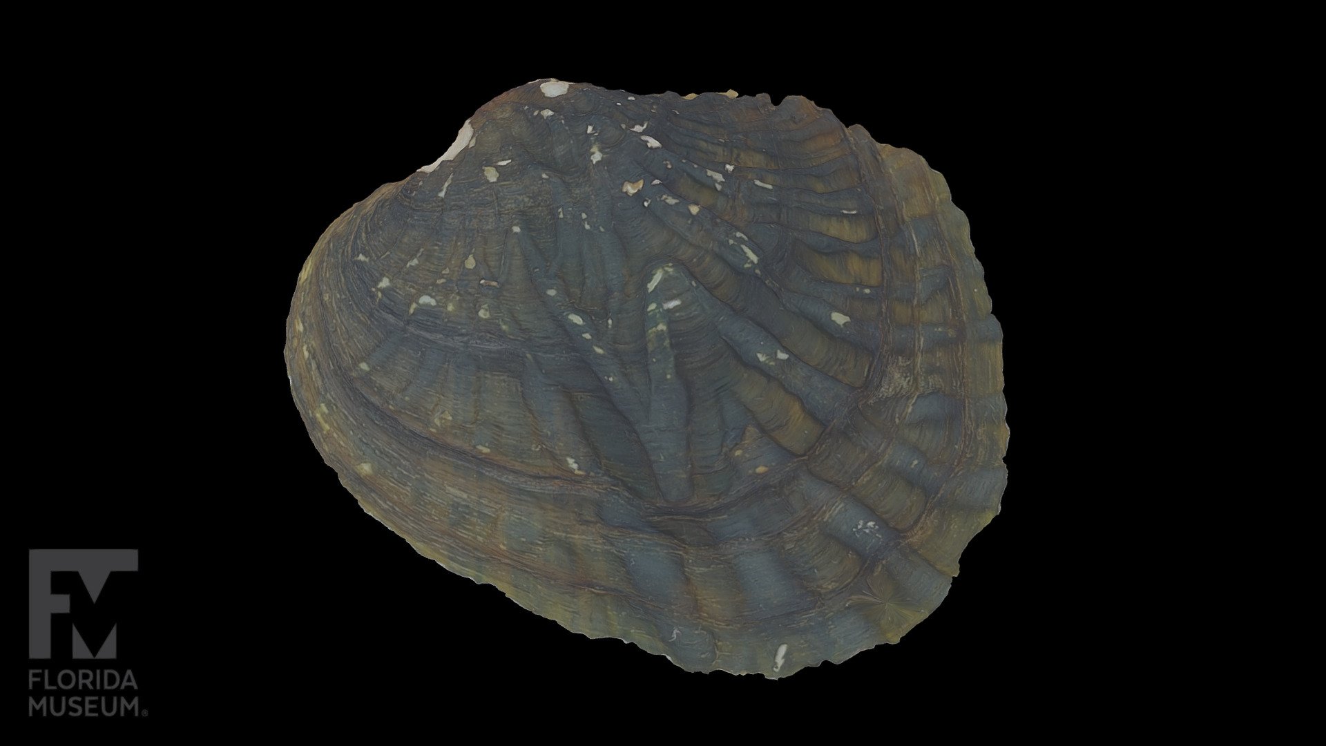 Washboard - Freshwater Mussel - 3D model by FloridaMuseum [34a3dc5 ...