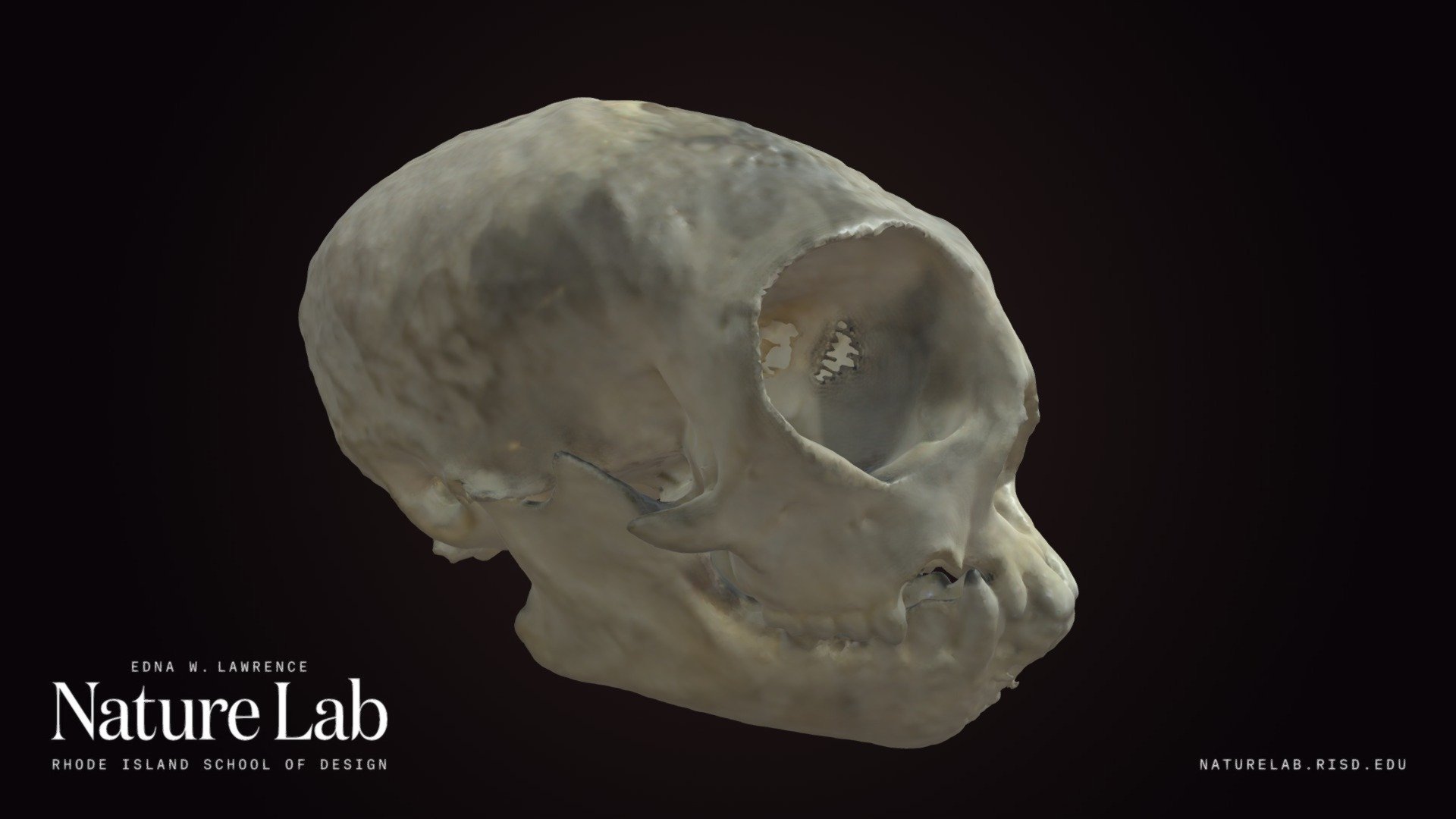 Tamarin - Download Free 3D model by RISD Nature Lab (@RISDNaturelab ...
