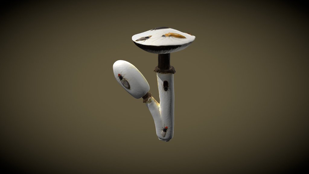 Regnum Fungi - A 3D model collection by AugmentedSpaceExplorer ...