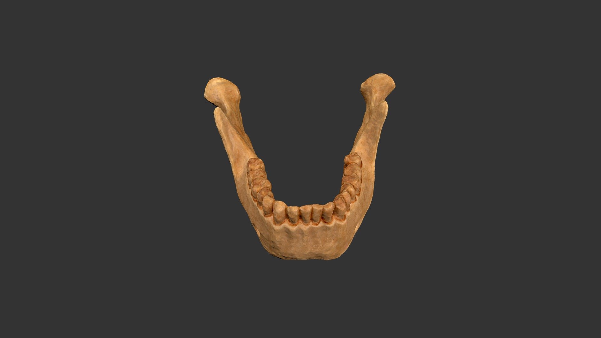 Homo neanderthalensis (2501.1rp2-2) - mandible - 3D model by RLA ...