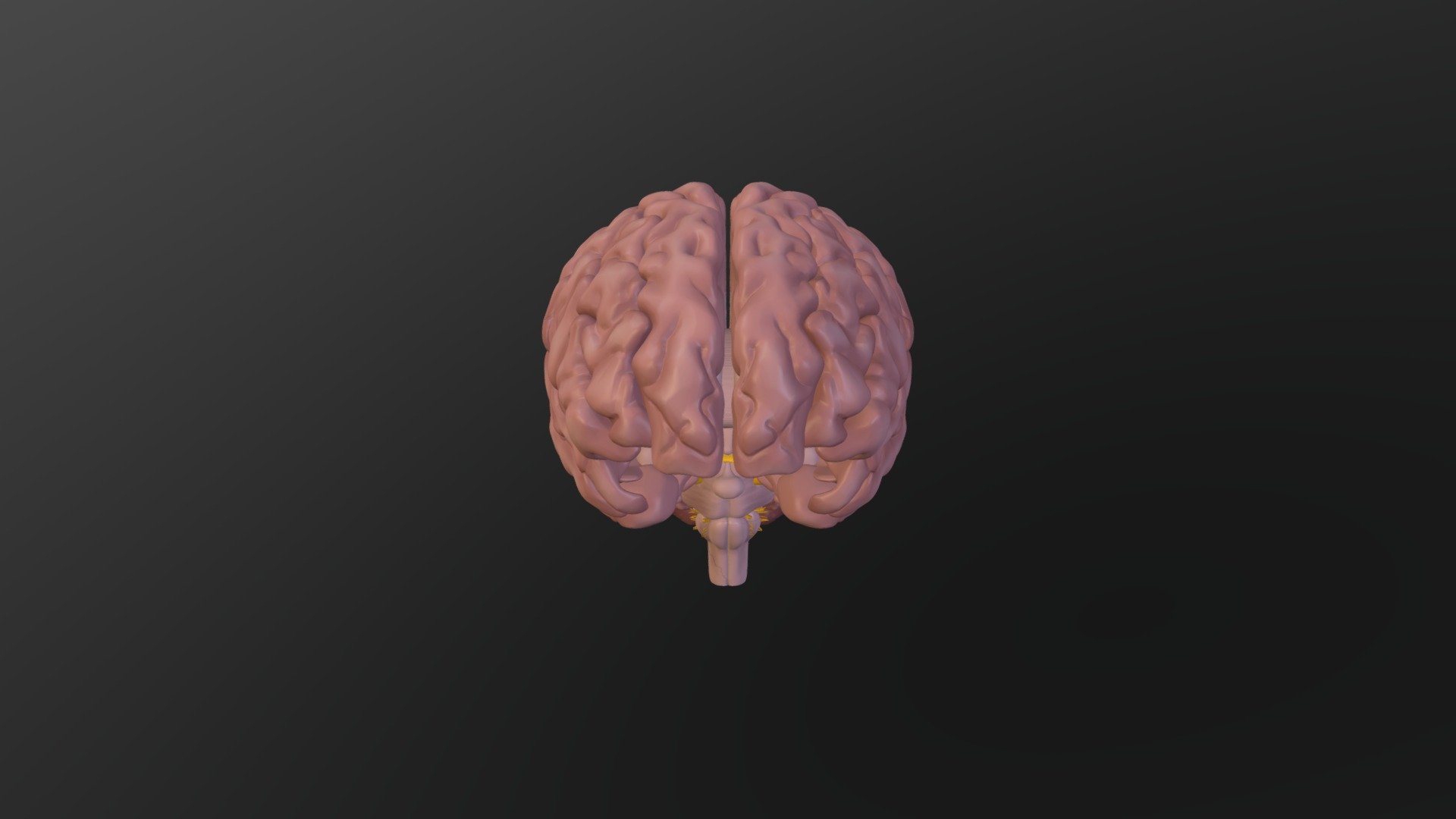 Brain structures - 3D model by University of Dundee, CAHID (@anatomy ...