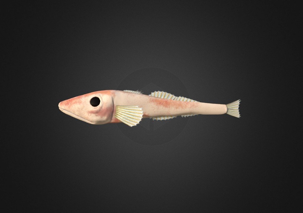 Comephorus Baicalensis - 3D model by iTechnol [34b41f4] - Sketchfab