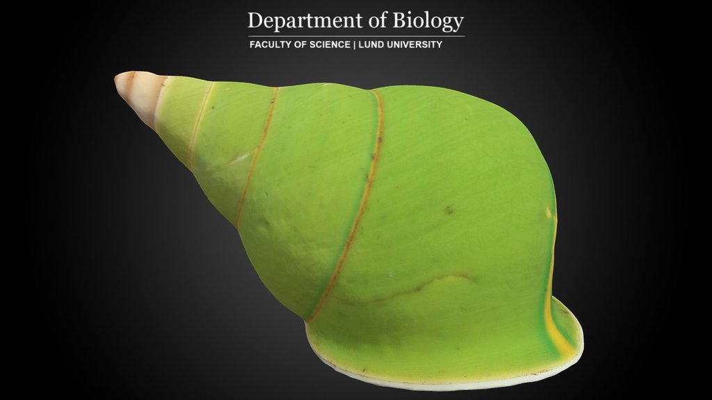 Shells - A 3D model collection by 3D Lab - Department of Biology - Lund ...