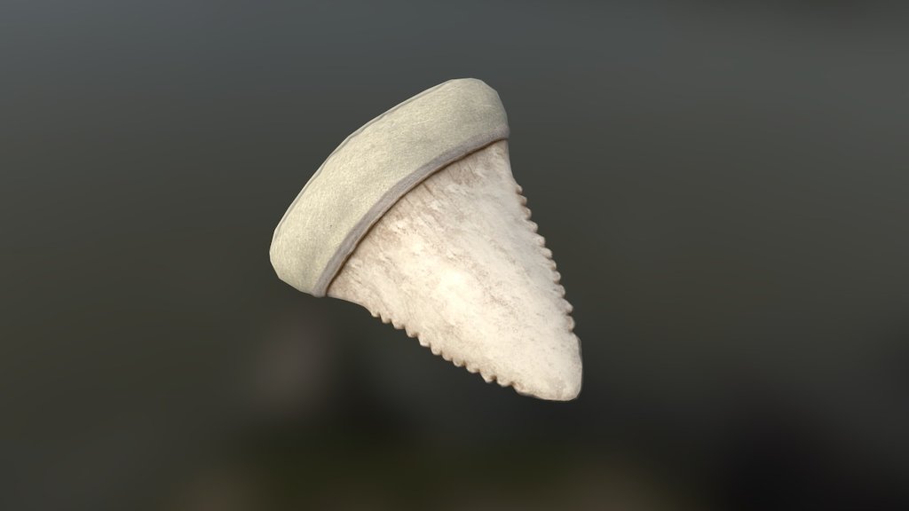 SharkTooth - 3D model by SpittingDevilsCabbage [34b8cb5] - Sketchfab