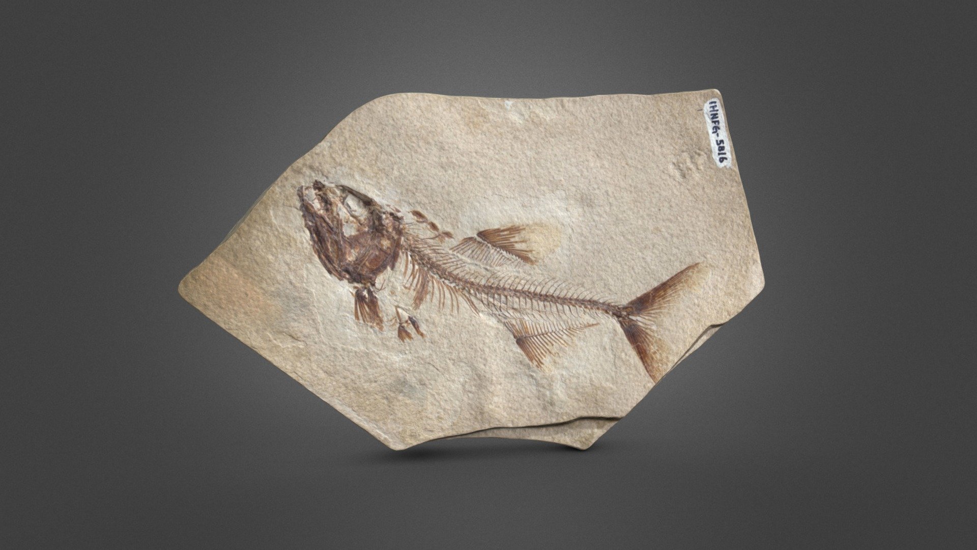Pez fósil "Veridagon avendanoi" - 3D model by Museo de Paleontología ...