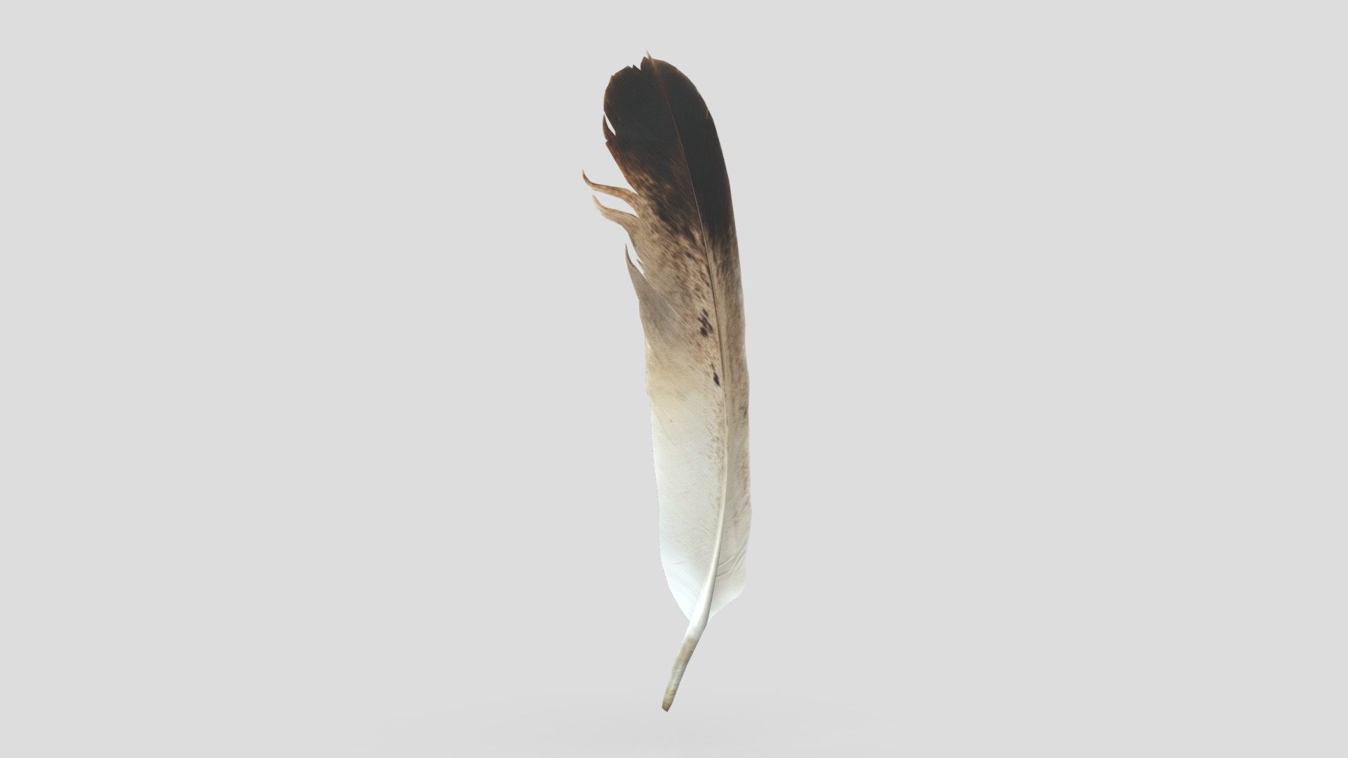 Feather - Buy Royalty Free 3D model by plaggy [34c8dfa] - Sketchfab Store