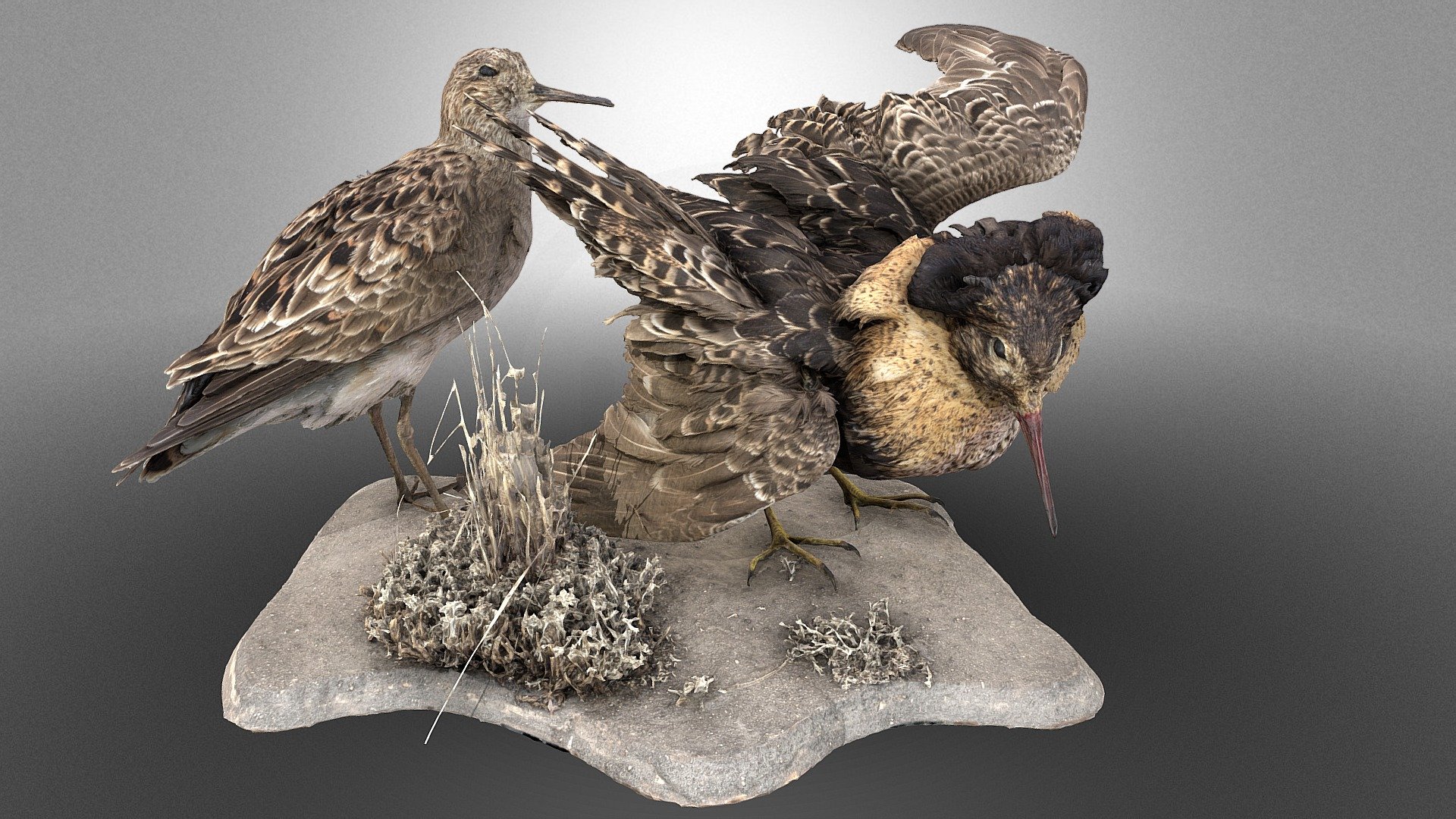 Lekking ruffs - Download Free 3D model by Virtual Museums of Małopolska ...