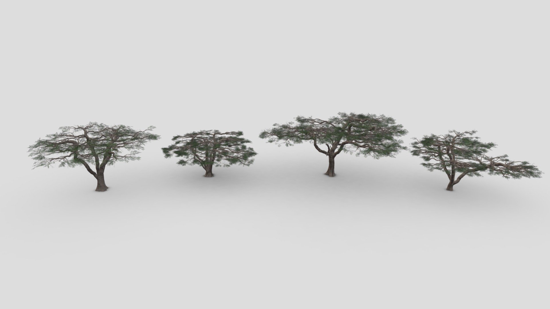 African Acacia Tree- Pack 03 - Buy Royalty Free 3D model by ASMA3D ...