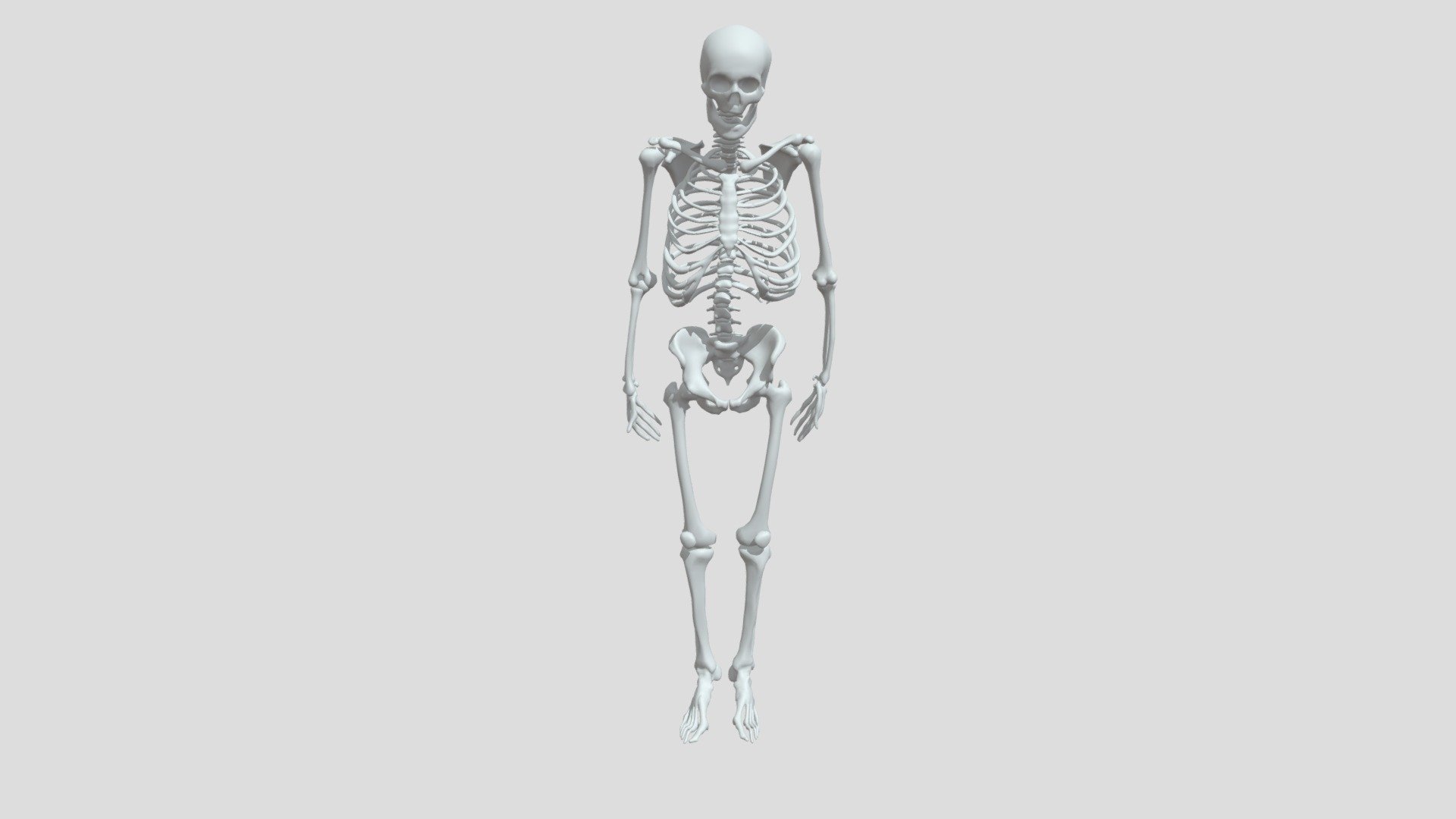 Squelette anatomy - 3D model by HEC Liège — Digital Lab (@HEC ...