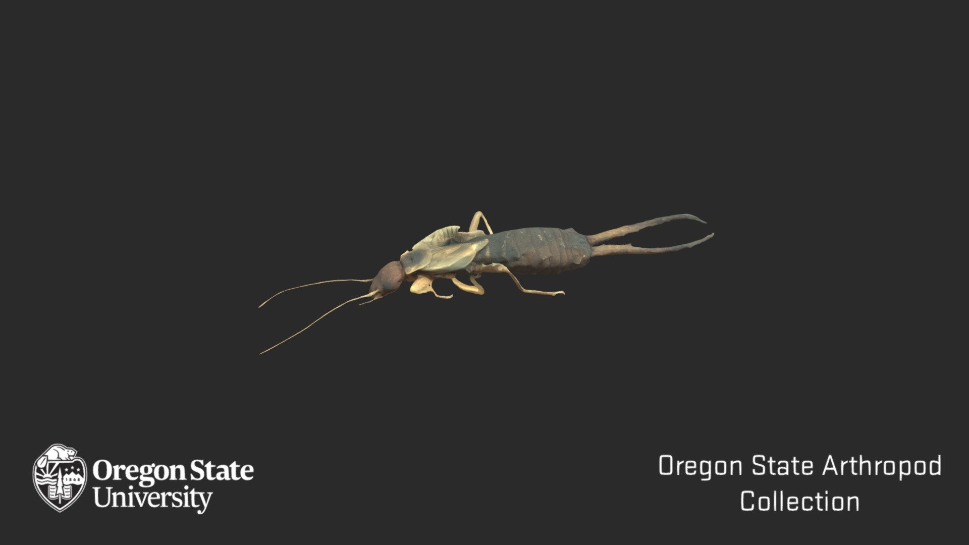 Earwig - Download Free 3D model by Oregon State University | Ecampus ...