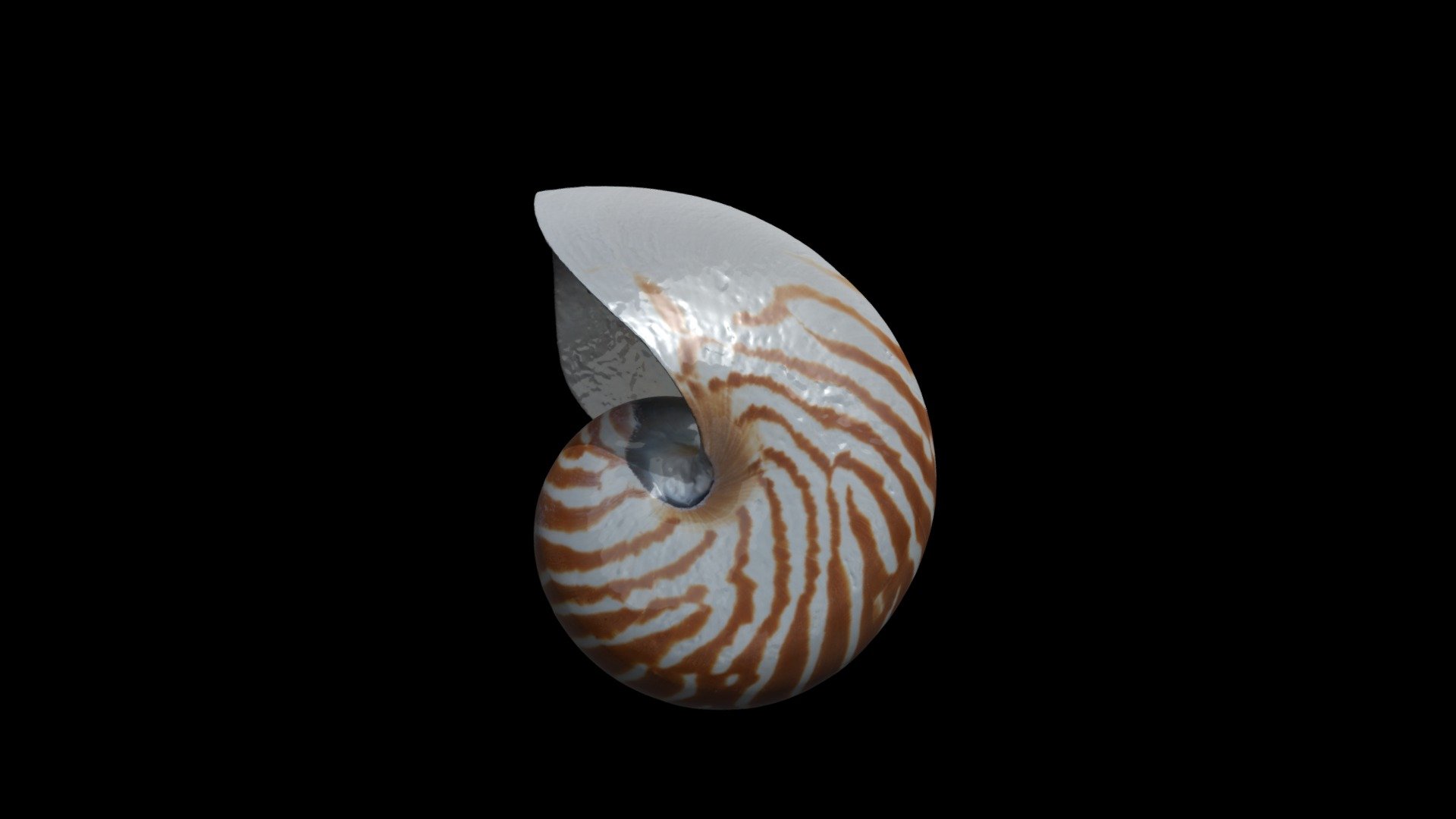 Nautilus shell - 3D model by Geoff (@godaz) [34e82b3] - Sketchfab