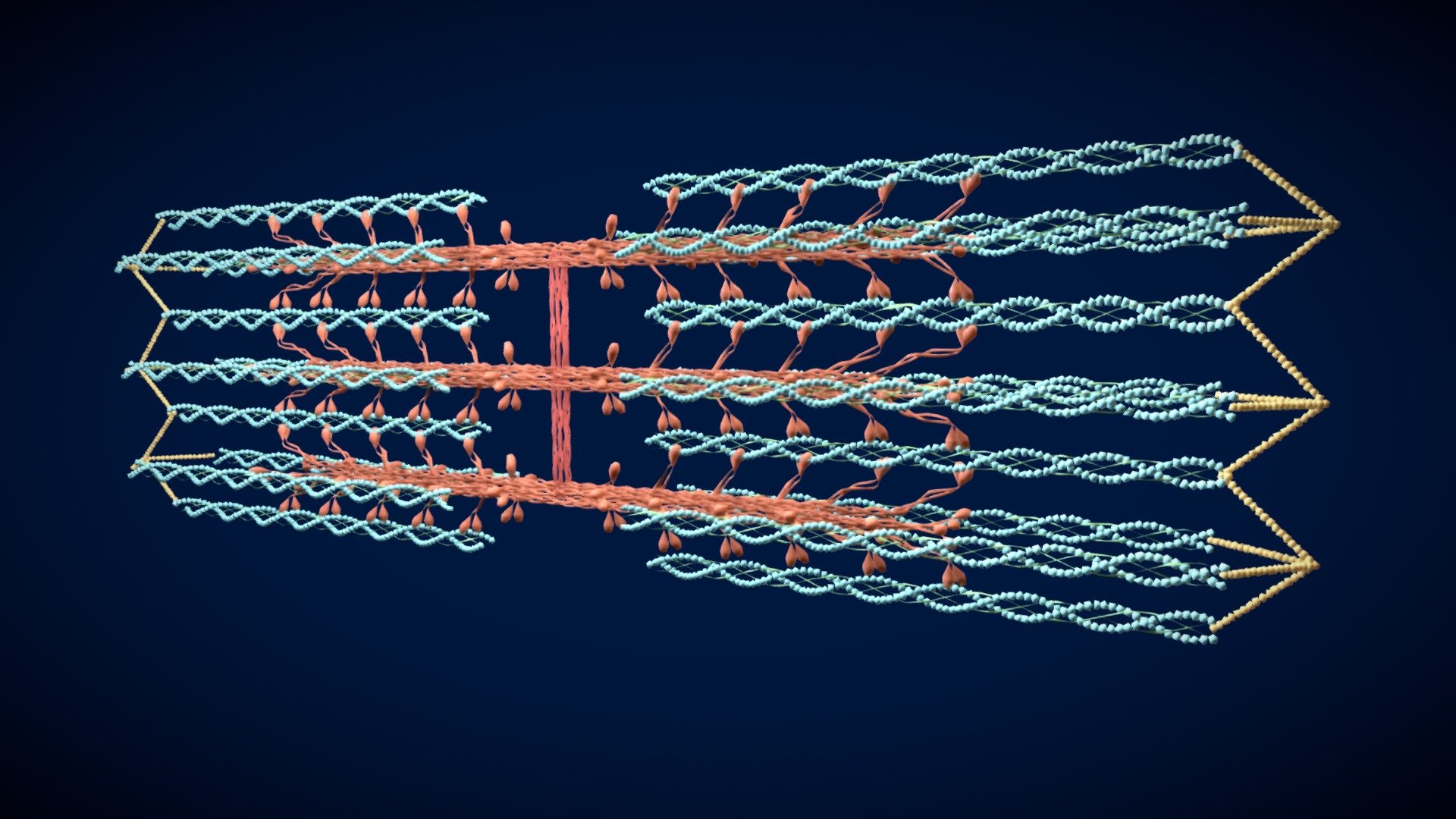 Actin and mysosin (Animated) - 3D model by Ehab Shalout (@EhabShalot ...
