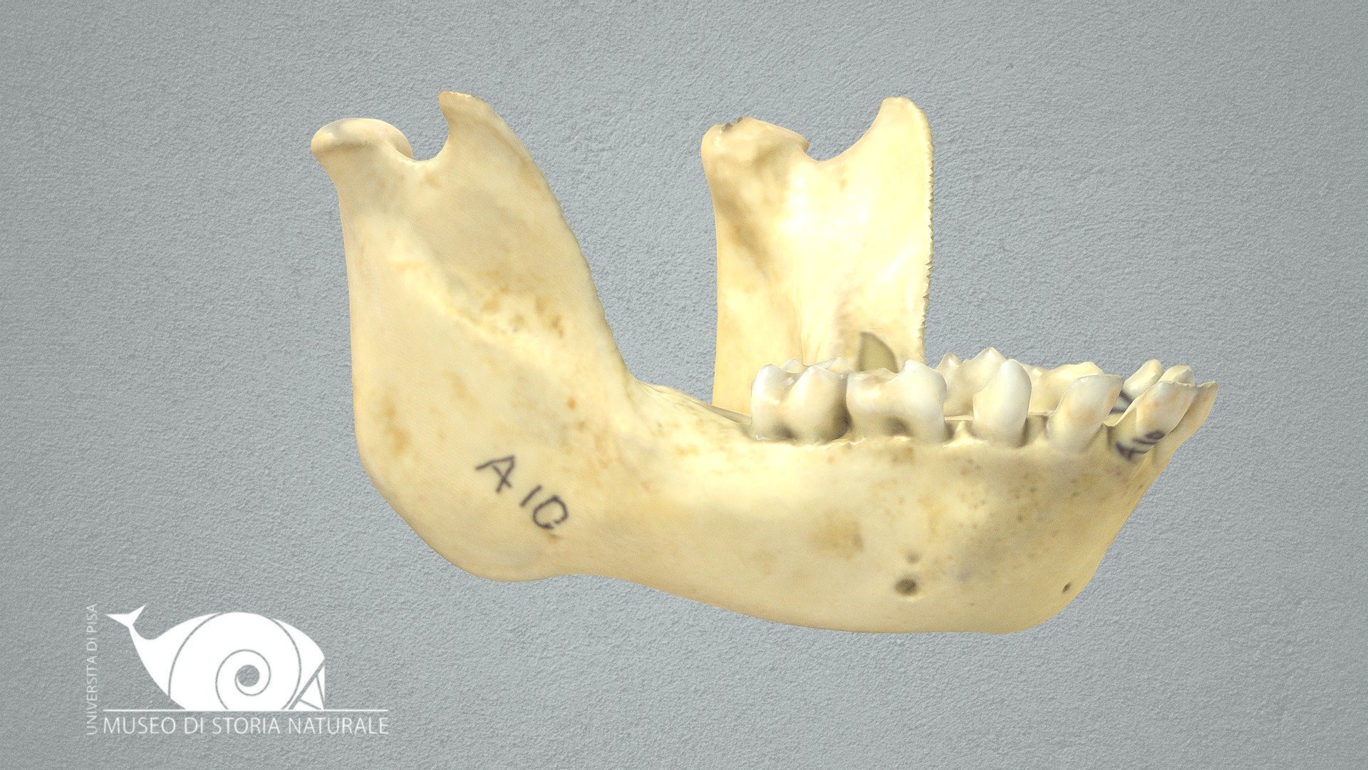 Rhesus macaque (Mandible) - 3D model by Natural History Museum ...