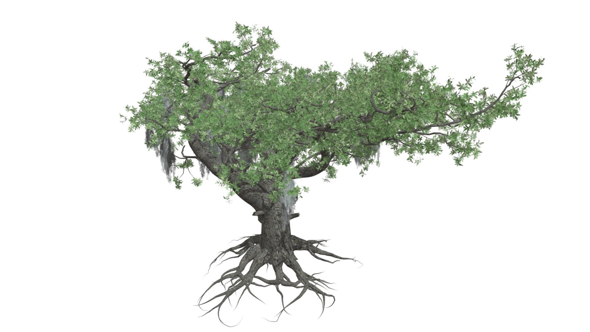 Live Oak Tree #08 - Buy Royalty Free 3D model by meshshape [34f0e6e ...