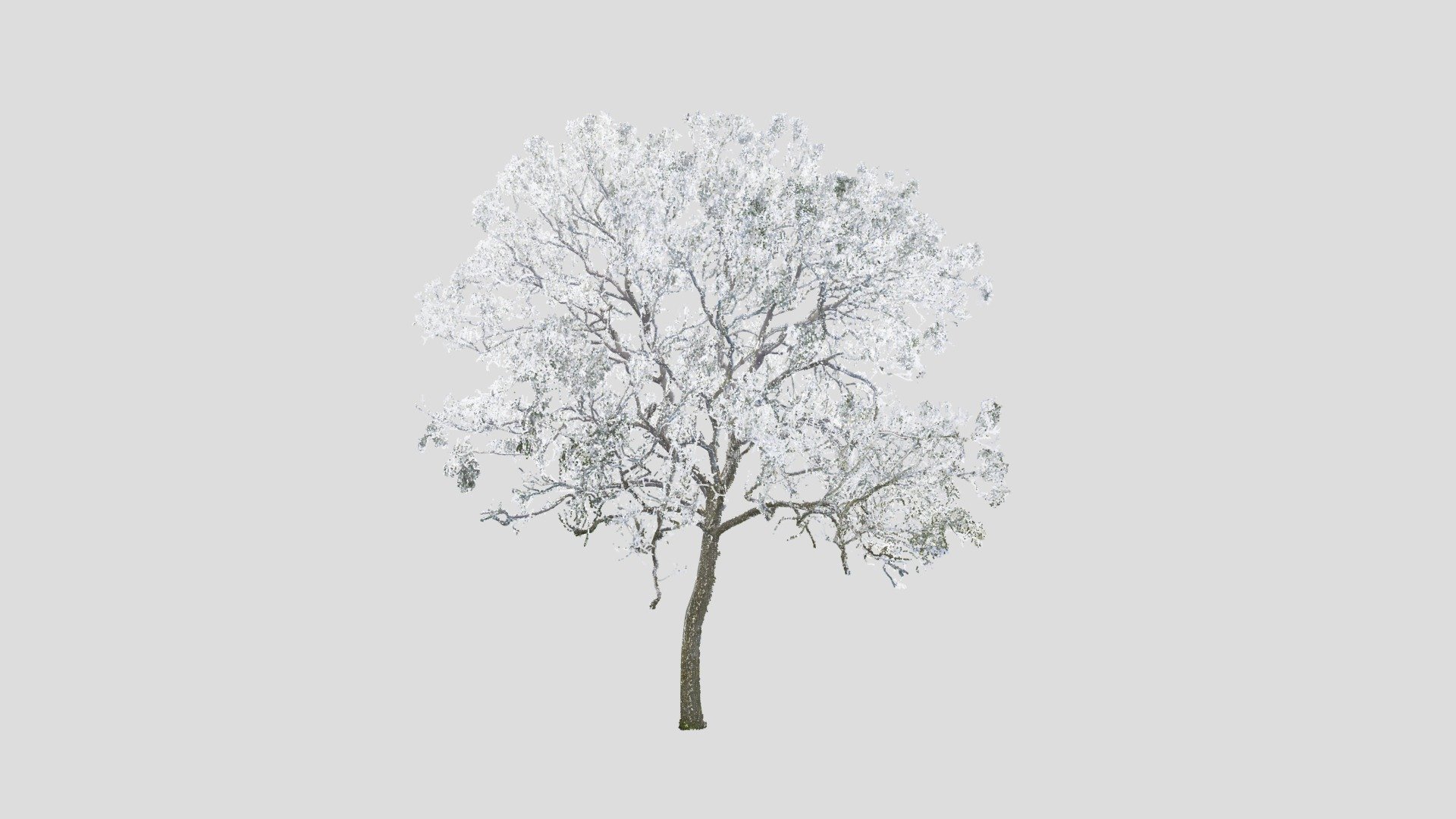 Tree Point Cloud - Buy Royalty Free 3D model by magnum_opus (@tree ...