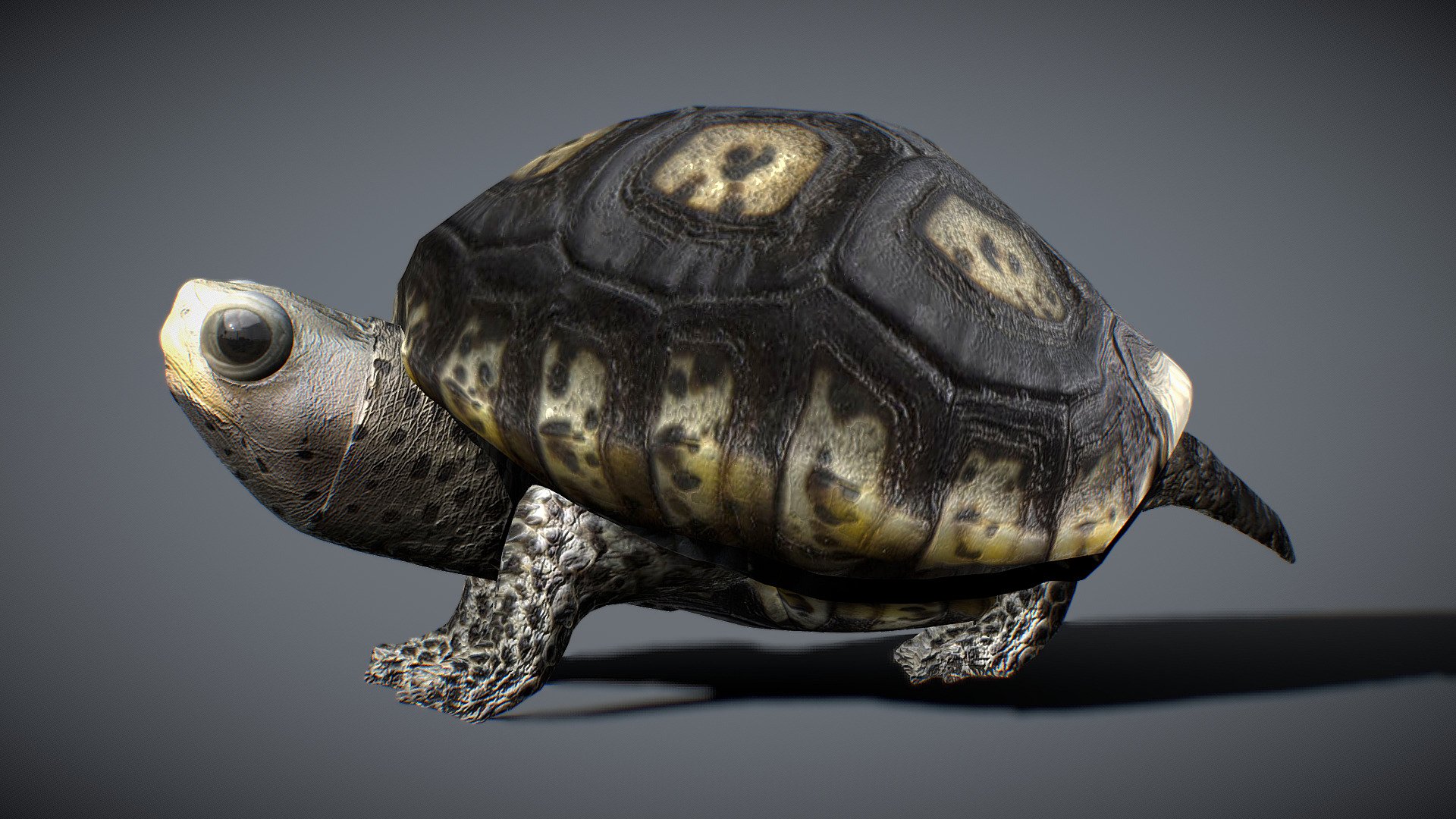 Tiny Turtle - Buy Royalty Free 3D model by 3Dee (@mellydeeis) [34f69b7 ...