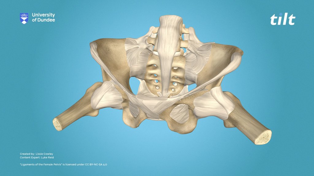 3D_Anatomical - A 3D model collection by 3Rton - Sketchfab