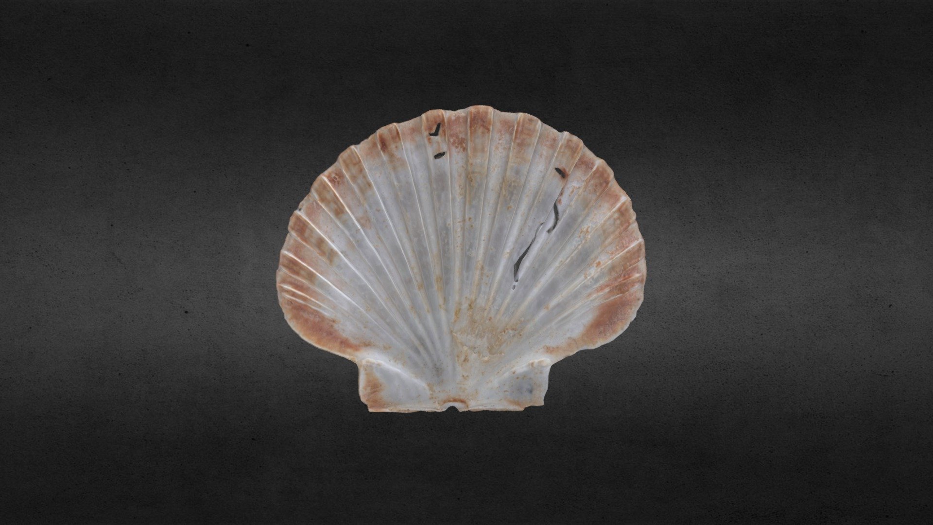 Pecten jacobaeus - conchiglia - sea shell - Buy Royalty Free 3D model ...