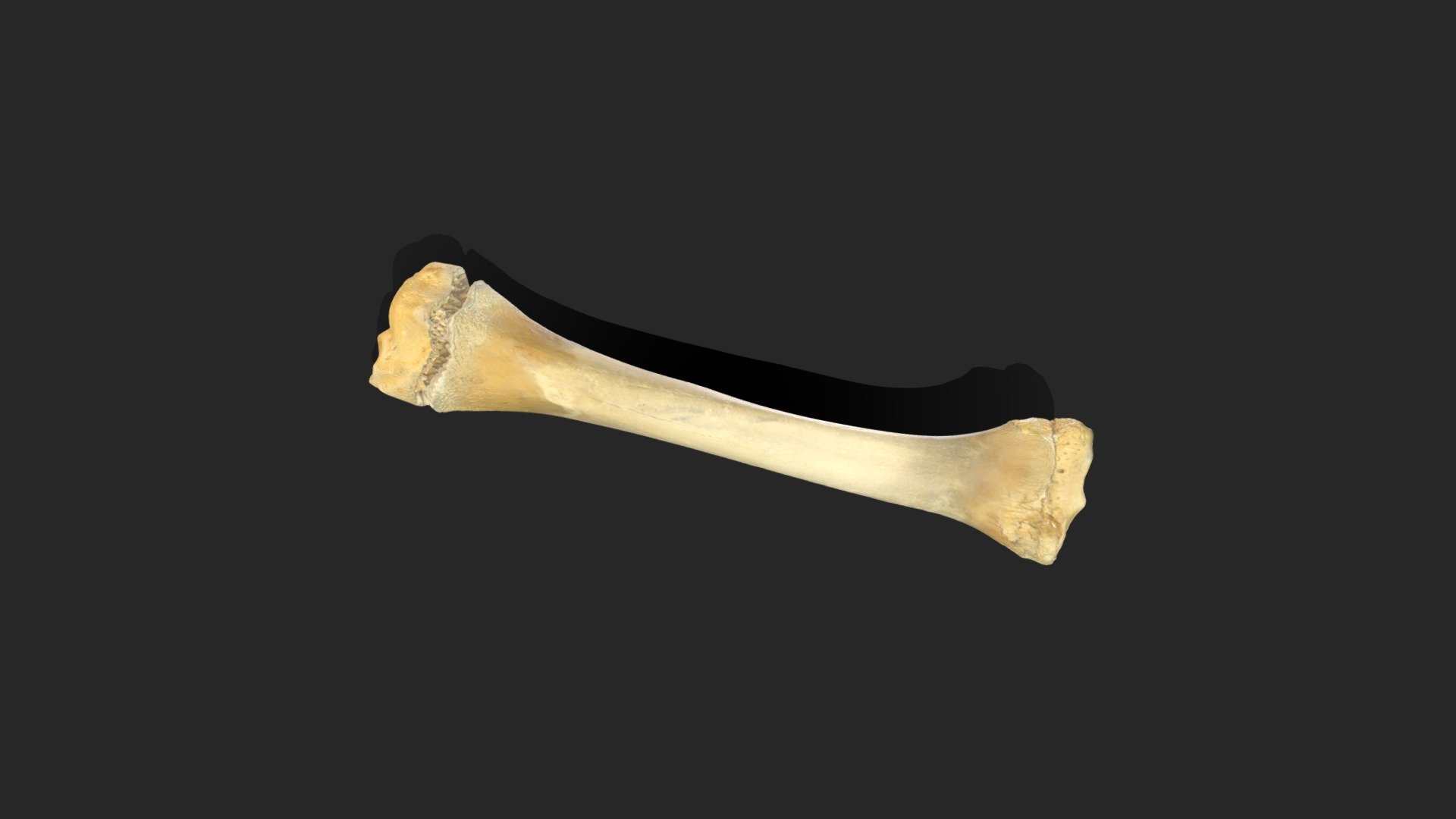Tibia and Growth Plate - 3D model by MSP-Paleo [3503eb7] - Sketchfab