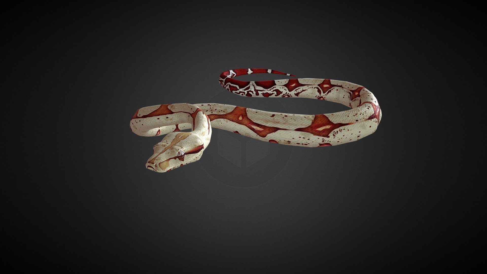 Boa constrictor - 3D model by Violaine [3504e63] - Sketchfab