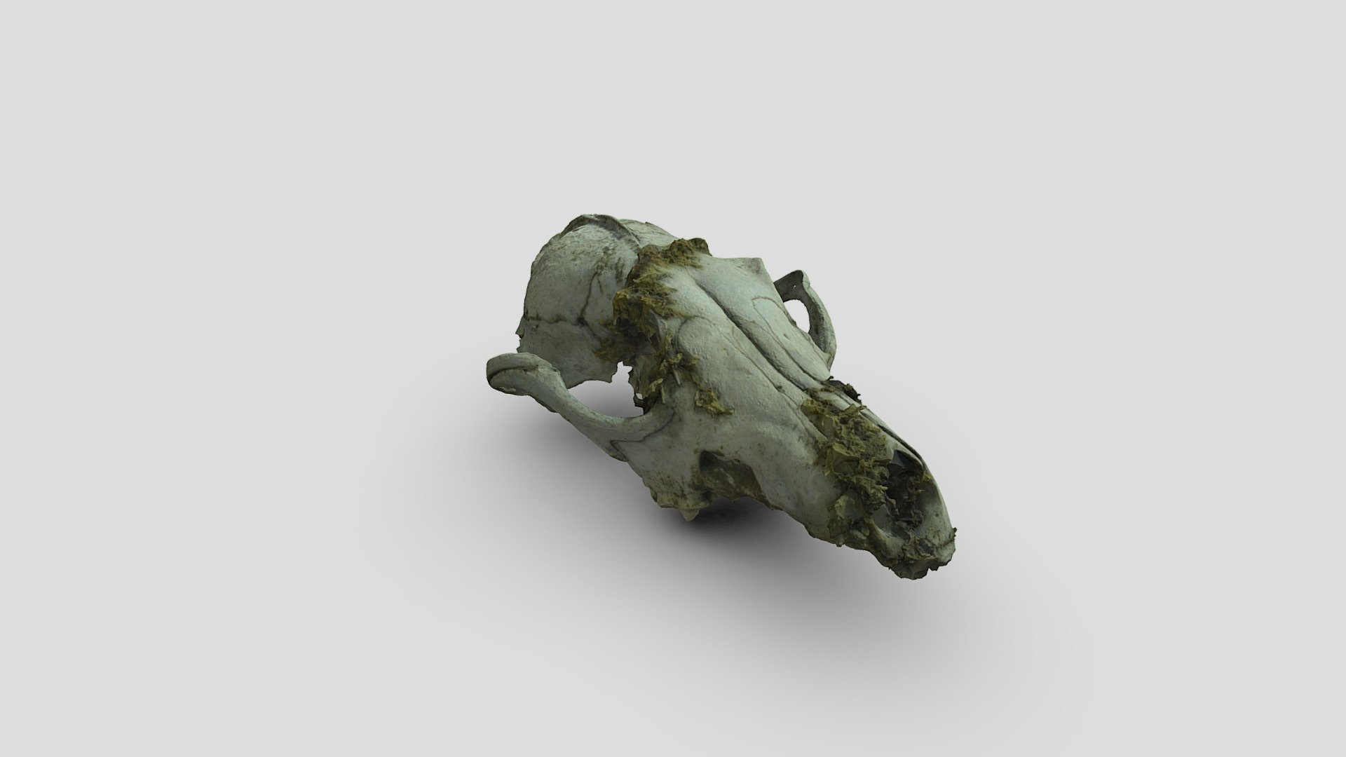 Fox Skull with Moss - Buy Royalty Free 3D model by PeterFalkingham ...