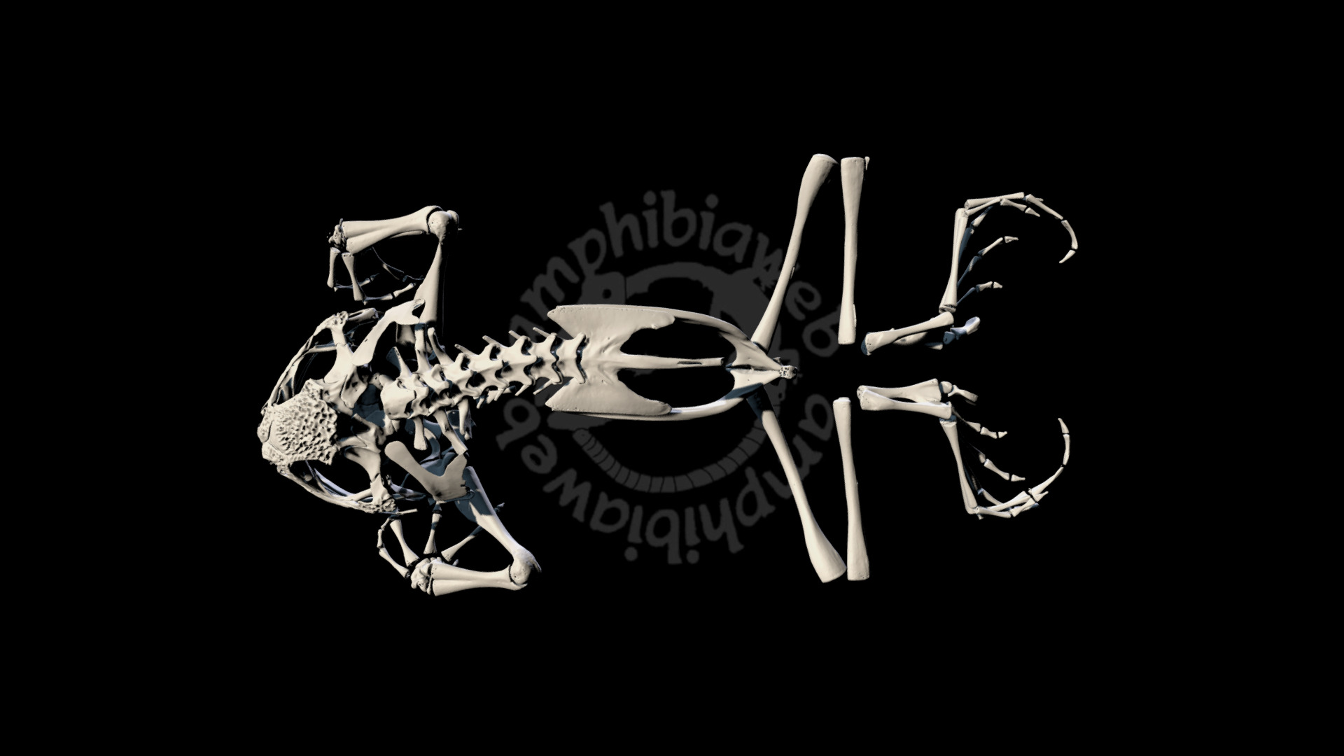 Pelobatidae: Pelobates fuscus - 3D model by Blackburn Lab (@ufherps ...