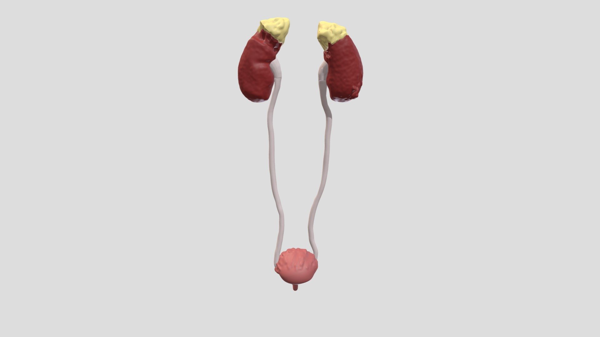 Urinary system - Download Free 3D model by ajdon [350b6c2] - Sketchfab